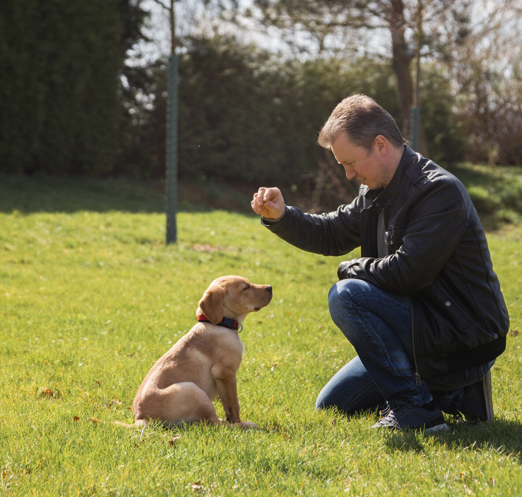 Professional Puppy Training – Understanding the Benefits